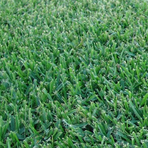 Bag CK88 Fertilizer 25kg - CoastalLandscapeSupplies